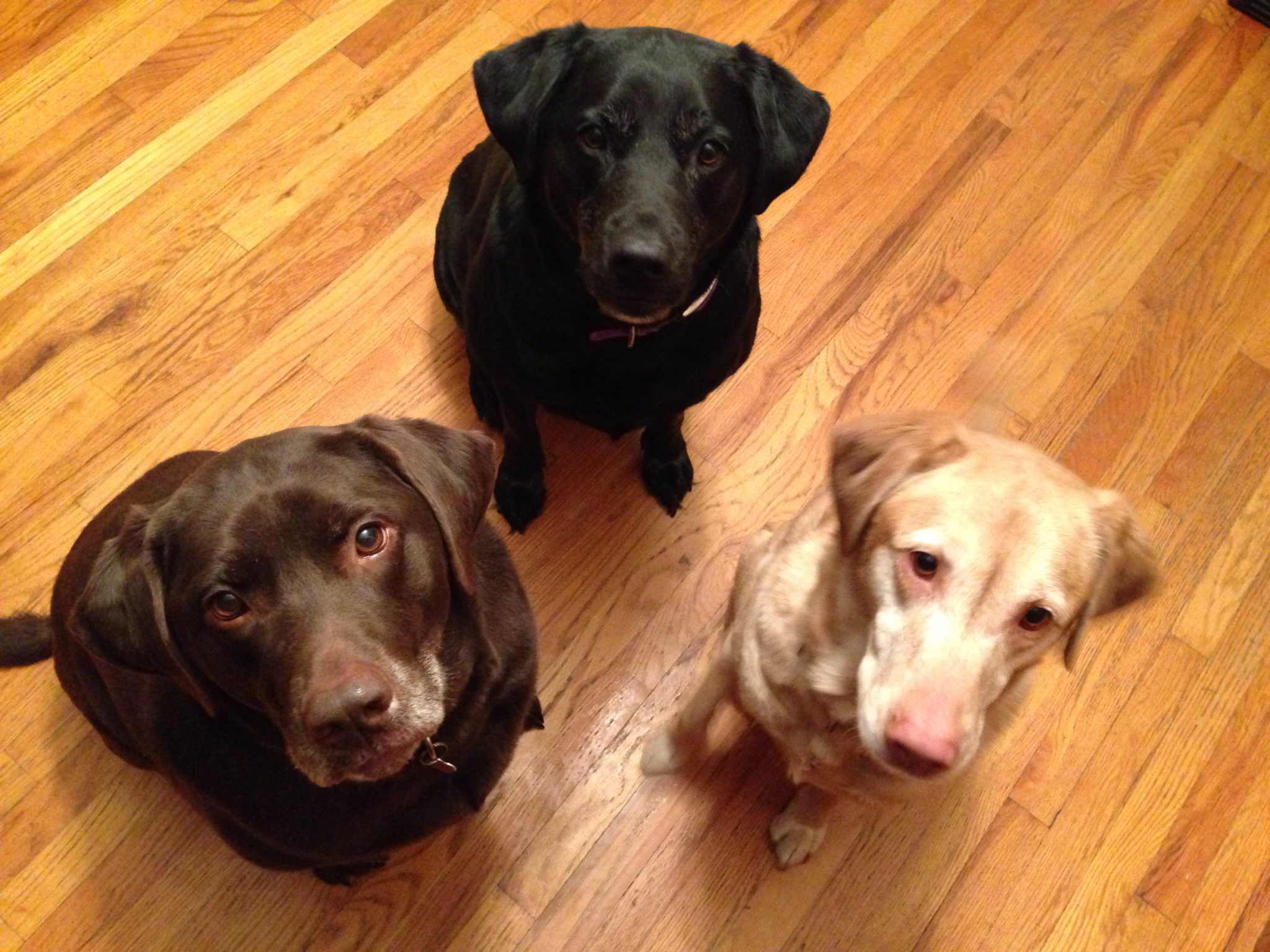Pet Sitting Can Be Dangerous Purrfect Pet Sitting LLC East Greenbush NY Pet Sitting Can Be Dangerous Purrfect Pet Sitting LLC East Greenbush NY