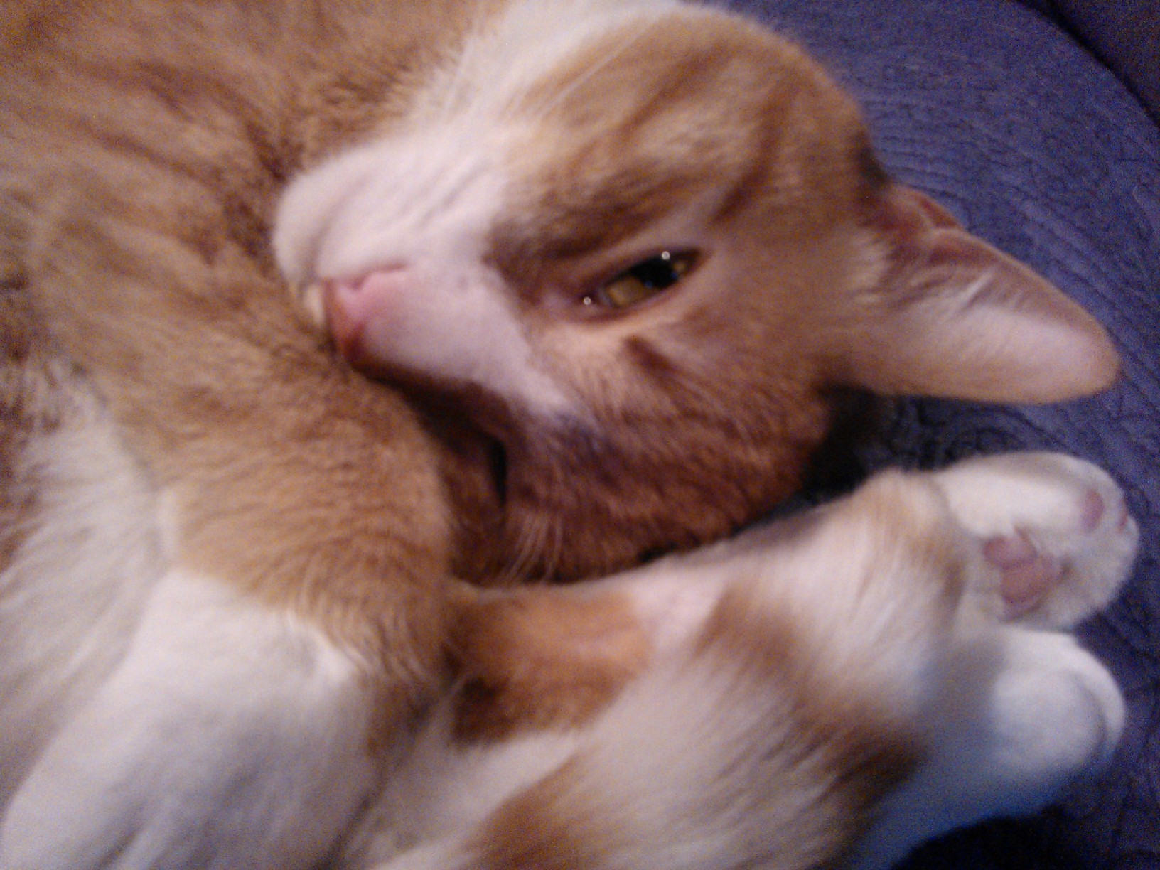 Client Testimonials | Purrfect Pet Sitting, LLC/East Greenbush, NY